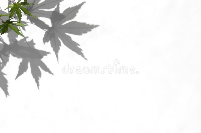 Maple Tree Leaves in Blurred Overlay: Abstract Neutral Nature Concept ...