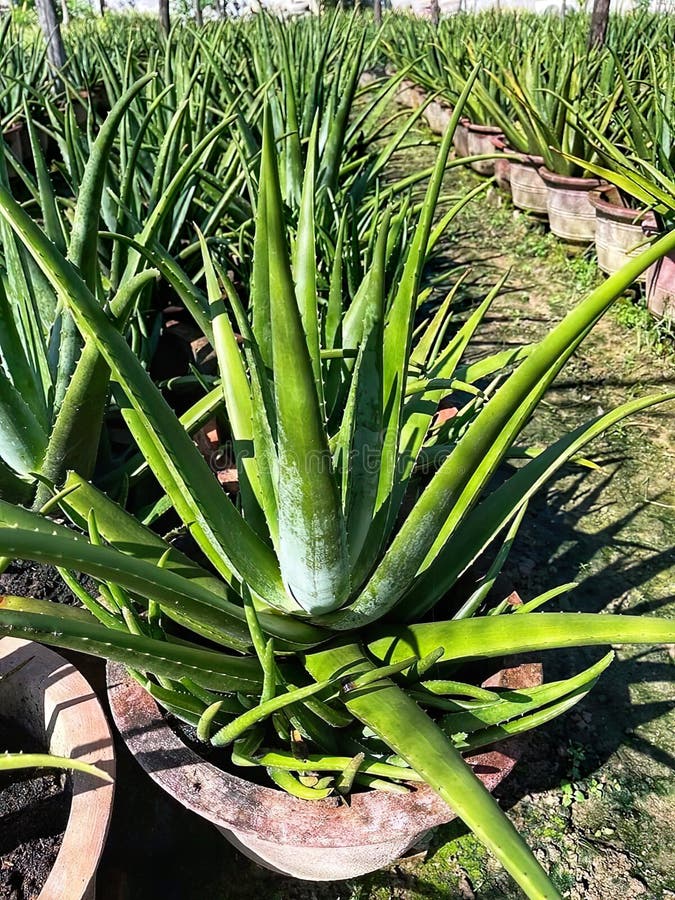 A Stunning Image Featuring a Close-up View of an Aloe Vera Plant in the ...