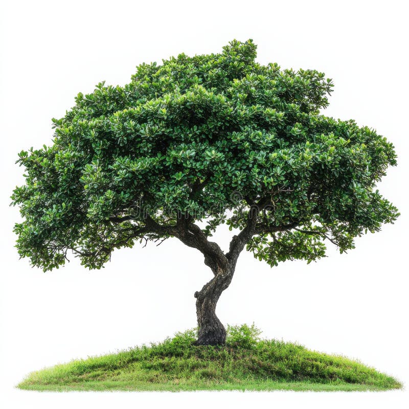 Large Tree with Thick Foliage and Wide Reaching Branches in Nature ...