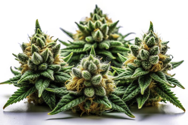 Exquisite Cannabis Buds Premium Quality Flower Photography for ...