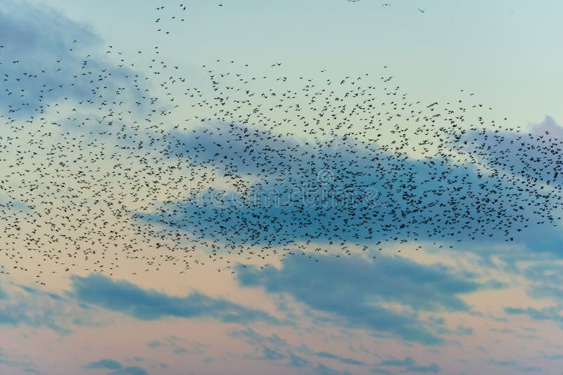 Amazing Image of Starling Murmuration in Flight during Pastel Colour ...