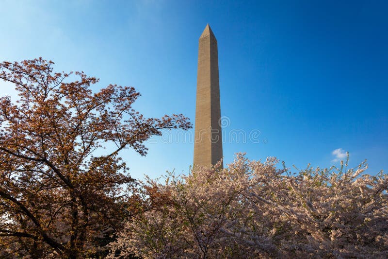 Stunning Image of the Washington Monument with Cherry Blossoms in Full ...