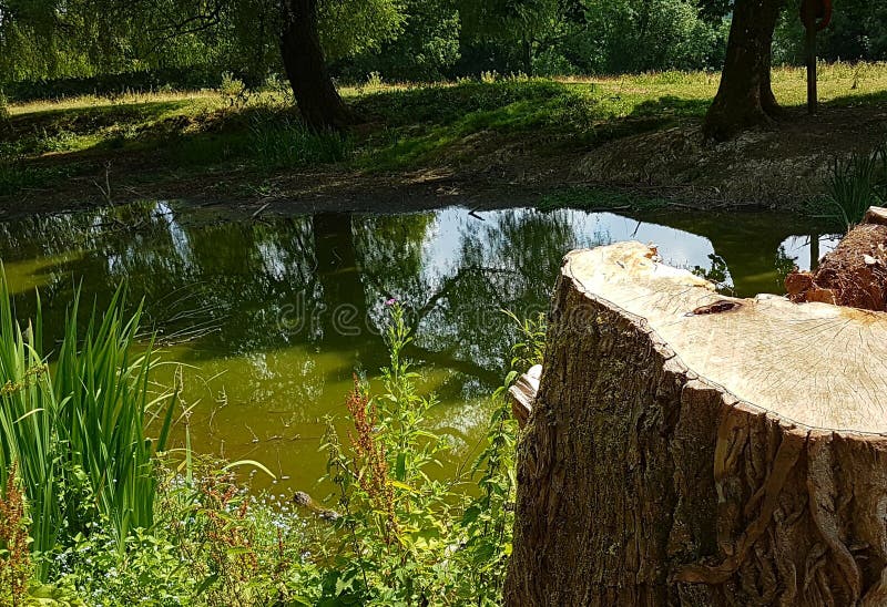 Half a Tree Trunk by a Beautiful Lake Stock Image - Image of stunning ...