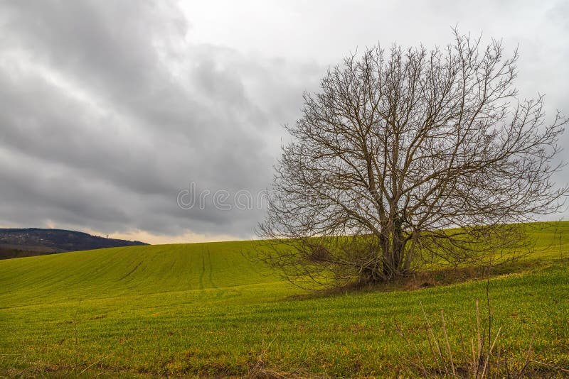 Big Alone Tree at Field. Cloudy Day Stock Photo - Image of field ...