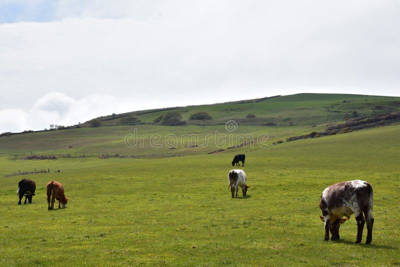 Stunning Landscape with Cows Grazing in a Field Stock Photo - Image of ...