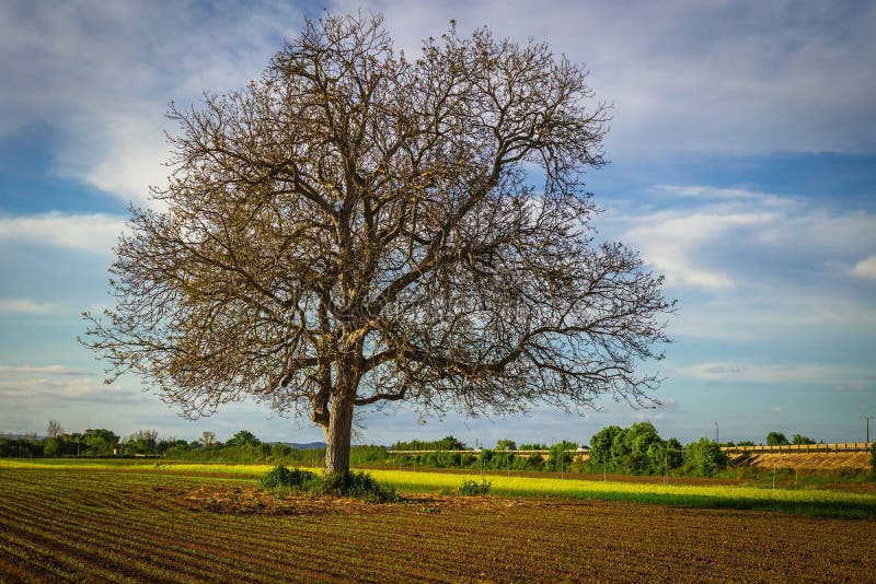 Stunning Landscape Featuring a Lush Green Field, with a Row of Bare ...