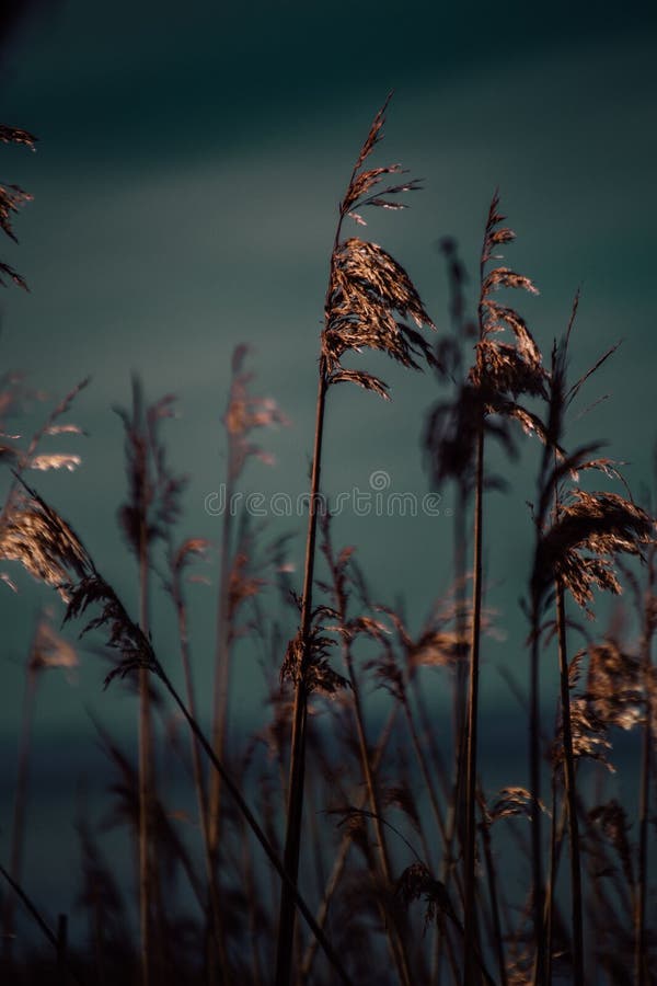 Stunning Landscape Featuring Lush, Tall Grass, with a Majestic Sky ...