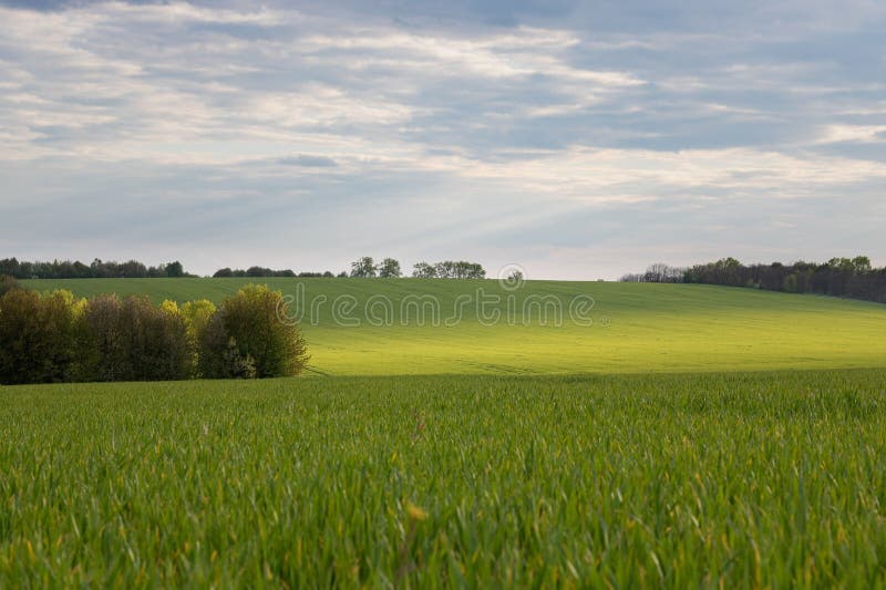 Stunning Landscape Featuring a Vast Grassy Wheat Field with Trees in ...
