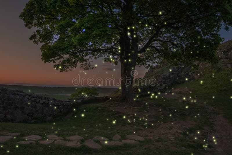Fireflies at sunset stock photo. Image of stars, evening - 17981074