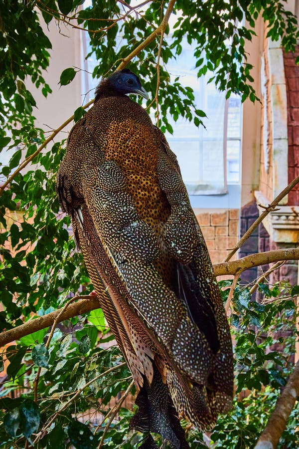 Stunning Large Great Argus Pheasant Bird on Branches with Back Stock ...