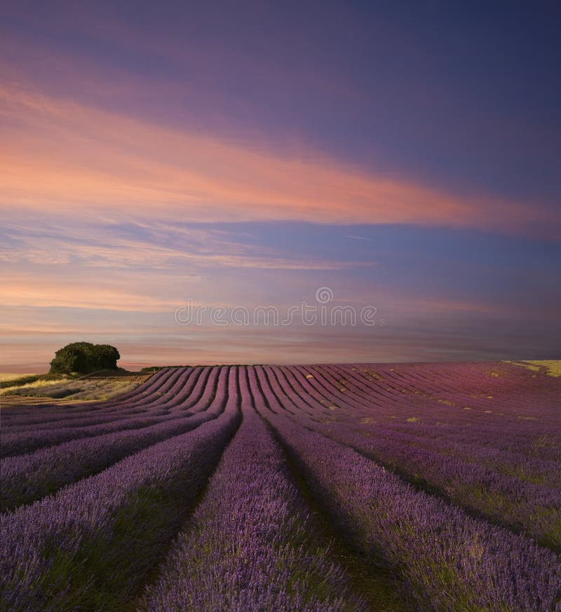 Stunning Lavender Field Landscape Summer Sunset with Single Tree Stock ...