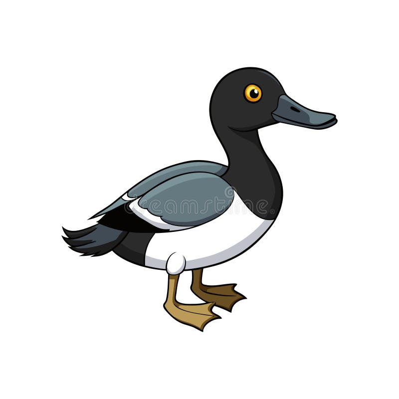 Stunning Lesser Scaup Portrait Stock Illustration - Illustration of ...