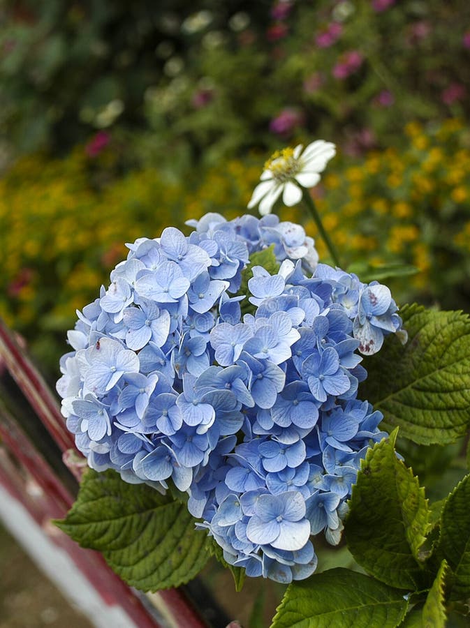 Stunning Light Blue Hydrangea Bush Stock Photo - Image of bush, meadow: 271183322
