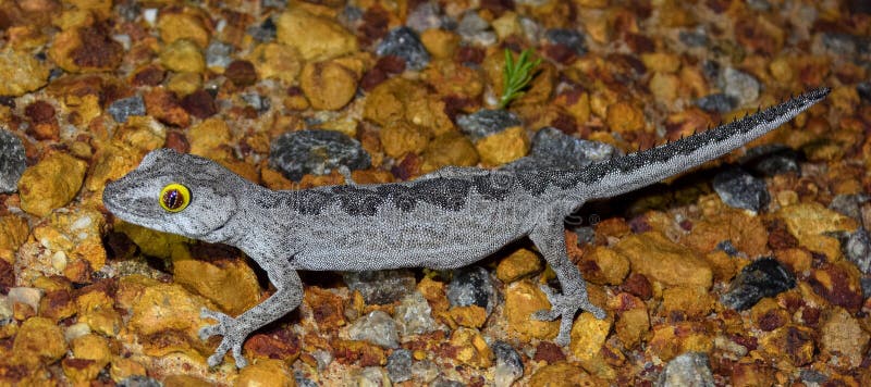 Soft Spiny-tailed Gecko (Strophurus Spinigerus) in Australia Stock ...