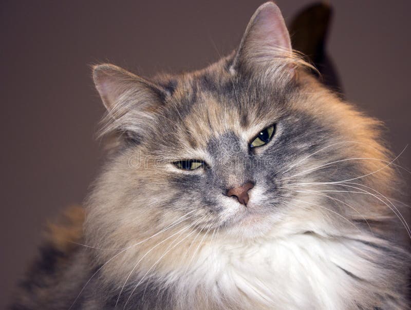 Grey Long Haired Cat Stock Photos - Download 2,792 Royalty Free Photos