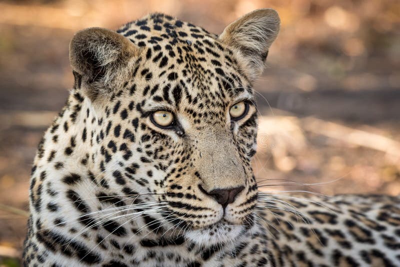 Stunning Looking Male Leopard Relaxing. Stock Image - Image of ...