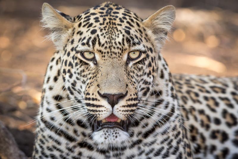 Stunning Looking Male Leopard. Stock Image - Image of dangerous, africa ...
