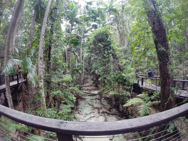 A Stunning Lush Tropical Rainforest Featuring an Elevated Walkway for ...