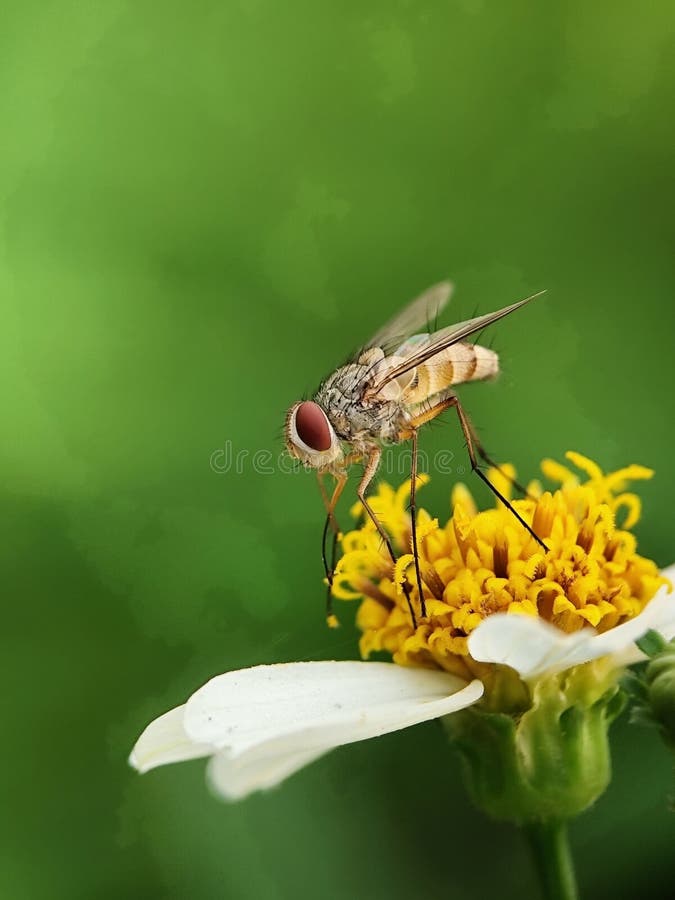 A Stunning Macro of a Fly in Pollination, Capturing Nature’s Precision ...