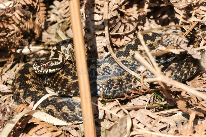 A Stunning Male Adder Vipera Berus Warming Itself in the Spring ...