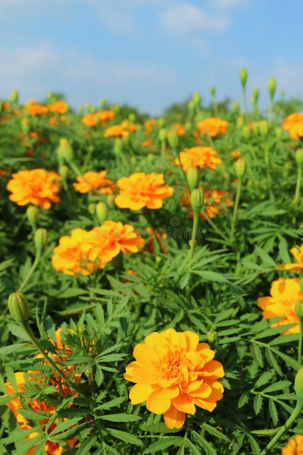 Marigold Flower Field Against Blue Sunny Sky Stock Image - Image of ...