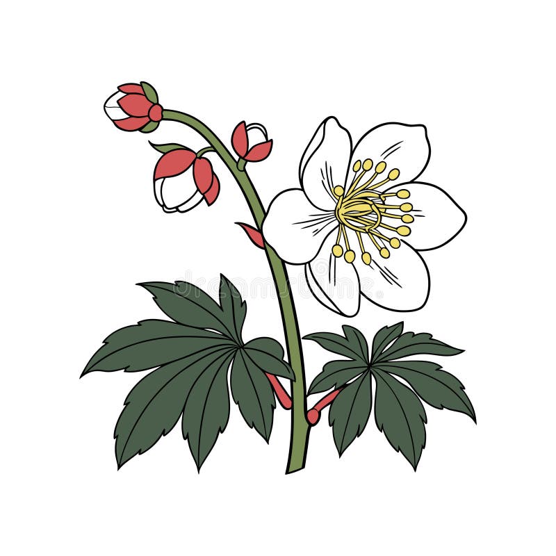 Mayapple Flower Lively Illustration Stock Illustrations – 4 Mayapple ...