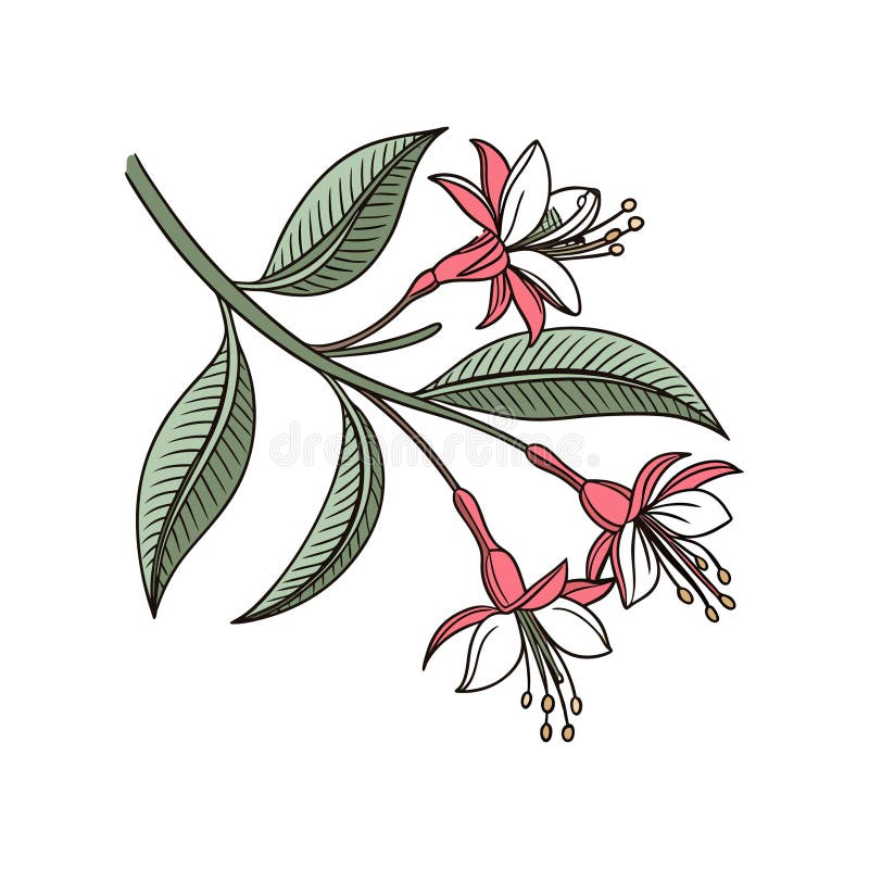 Stunning Molucca Balm Flower Lively Design Stock Illustration ...