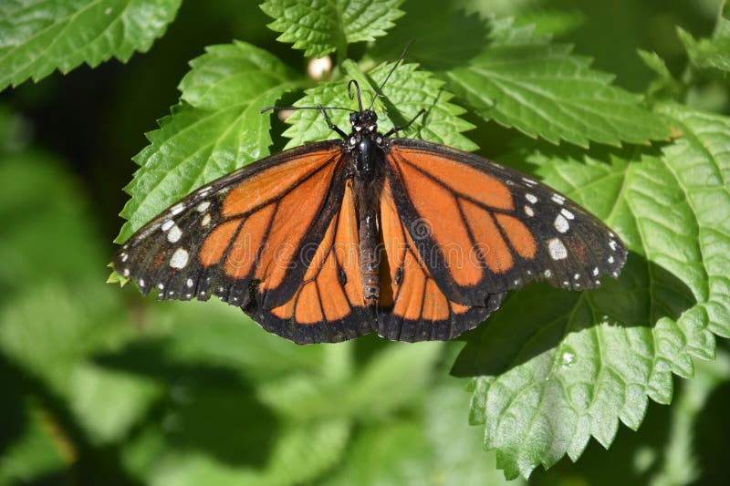 Stunning Monarch Butterfly with Wings Spread Wide Stock Image - Image ...
