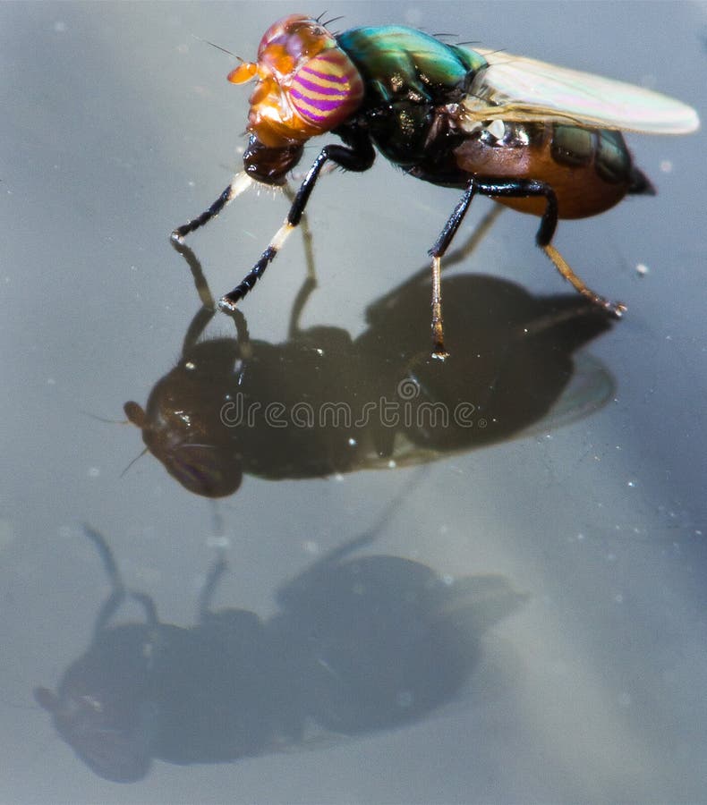 Stunning Multi Colored Fly Above Double Reflectioin Stock Image - Image ...