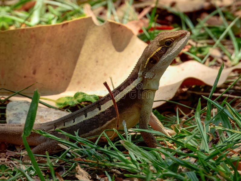 Lophognathus Gilberti : Gilbert S Dragon in Australia Stock Photo ...