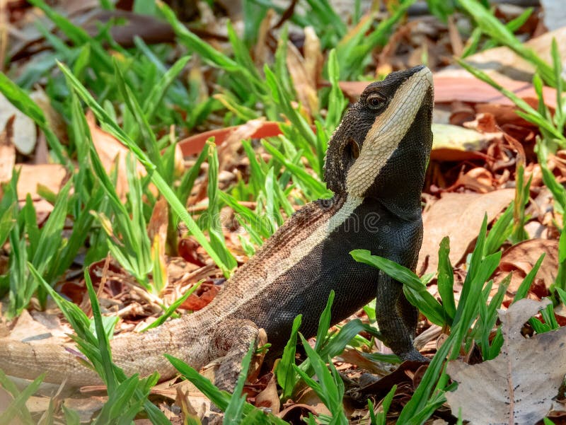 Amphibolurus Centralis : Centralian Lashtail Dragon in Australia Stock ...