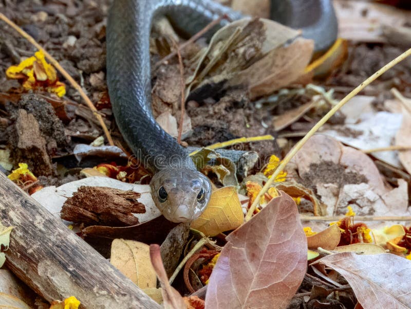 Pseudechis Australis : Mulga Snake in Australia Stock Image - Image of ...