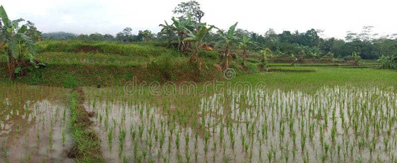 Stunning Natural Rice Field Views Stock Photo - Image of natural, field ...