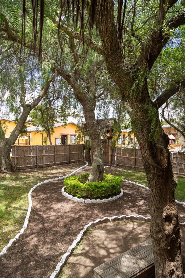 Sunlit Pathways Converging at a Central Tree in Nature Stock Image ...