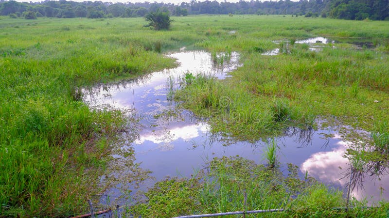A Stunning Natural View of a Calm River Flowing through Thick Grass ...