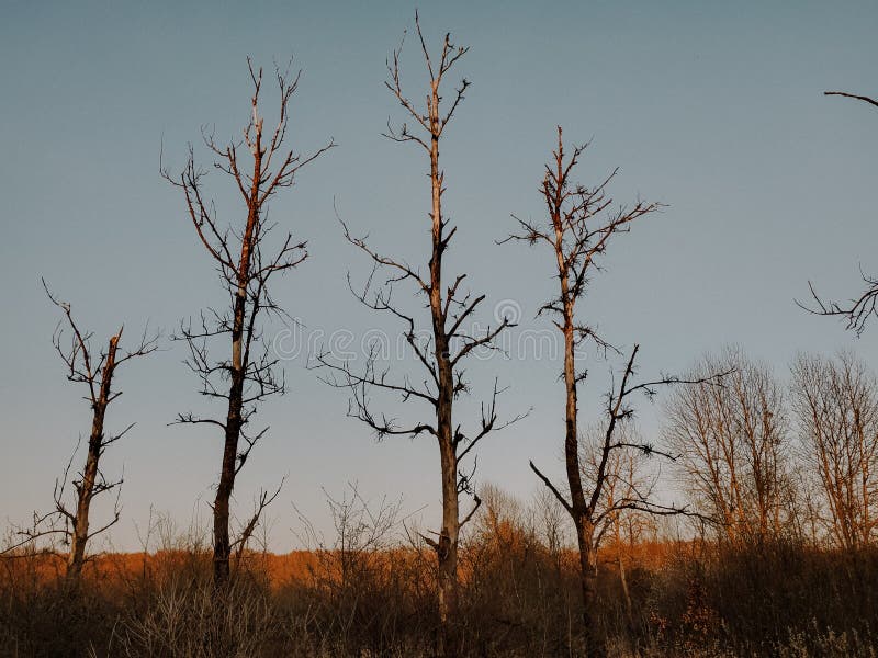 Stunning Nature View, Sunset, Trees, Grass, Sky Stock Image - Image of ...