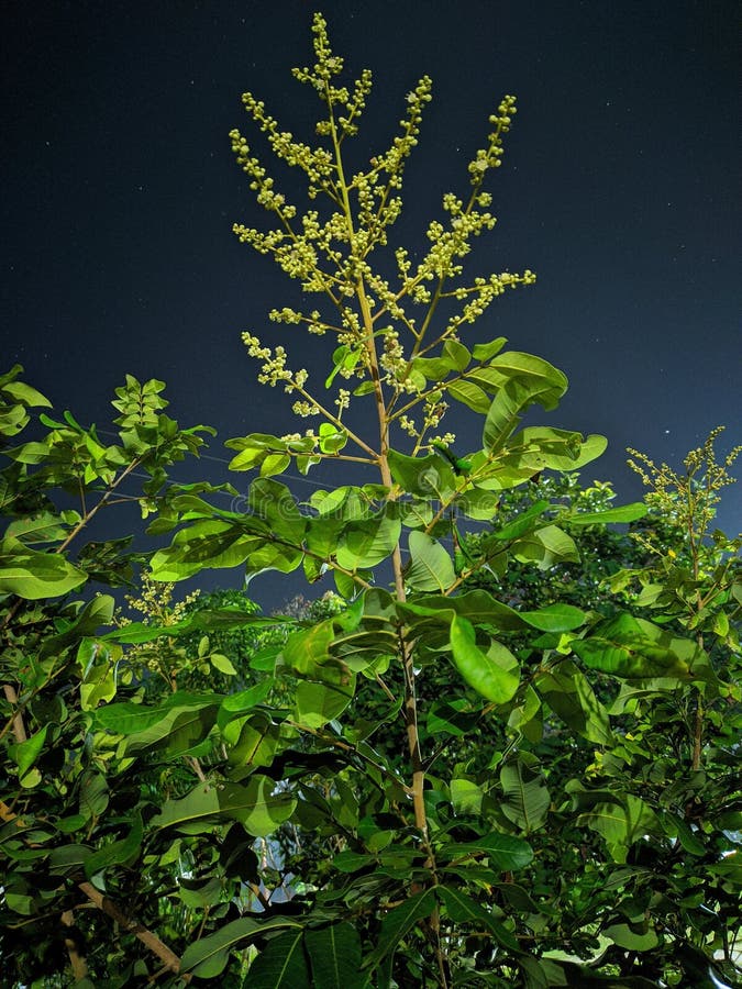 Stunning night time tree stock photo. Image of flowers - 189195408