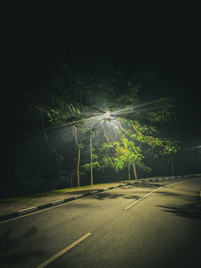 Stunning Night View of a Tree with Light Rays from a Night Lamp or ...