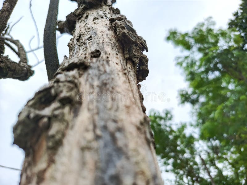 Stunning Old Tree Trunk Under White Sky Stock Image - Image of white ...