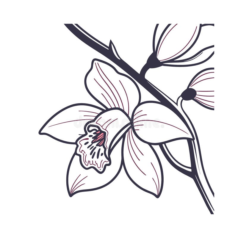 Stunning Orchid Flower Top Illustration with Bold Outline Stock ...