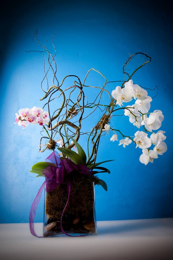 Stunning Orchid Plant and Arrangement Stock Image - Image of suggestive ...