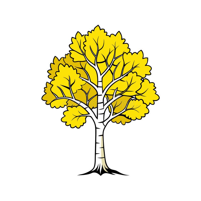 Stunning Outline of Yellow Birch Tree Stock Illustration - Illustration ...