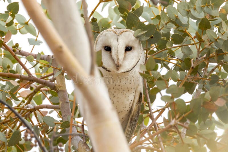 Eastern Barn Owl in South Australia Stock Image - Image of beautiful ...