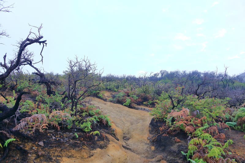 Stunning Panoramic View of the Ijen Volcano Complex with Mountains ...