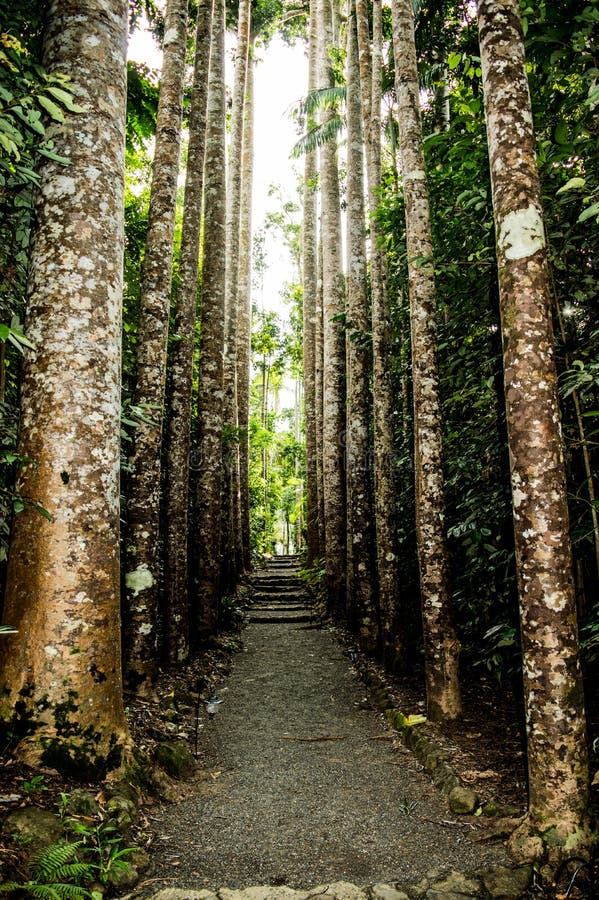 Stunning Pathway in the North of Australia Stock Image - Image of ...