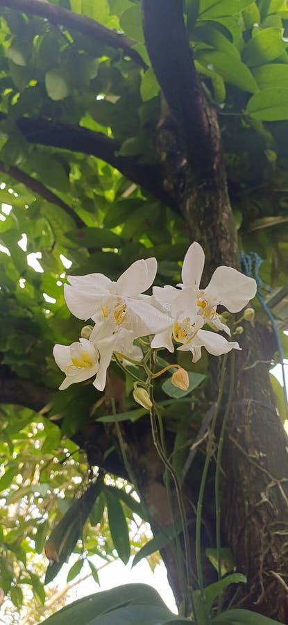 The Stunning Phalaenopsis Amabilis Presents Its Classic White Blooms ...