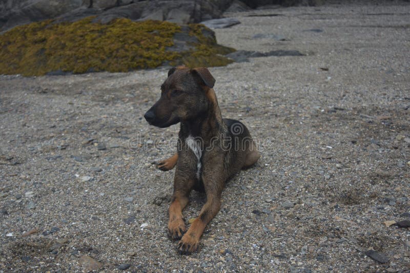 Stunning Photo of the Cunucu Dog Breed Stock Image - Image of animal ...