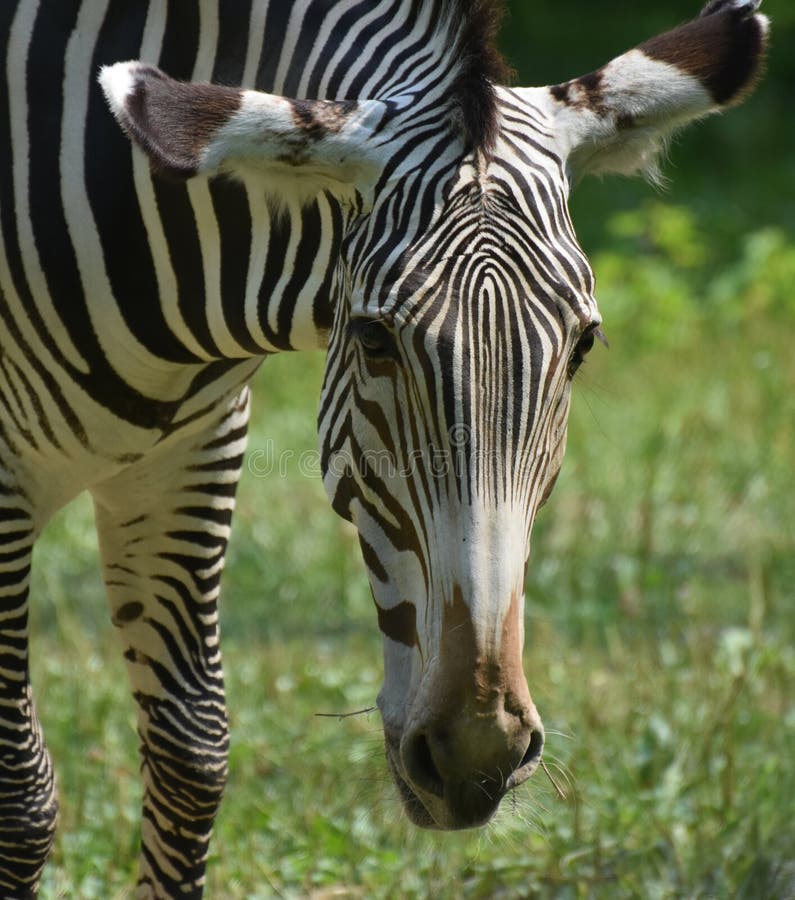 Stunning Photo of a Striped Zebra`s Face Stock Image - Image of pattern ...
