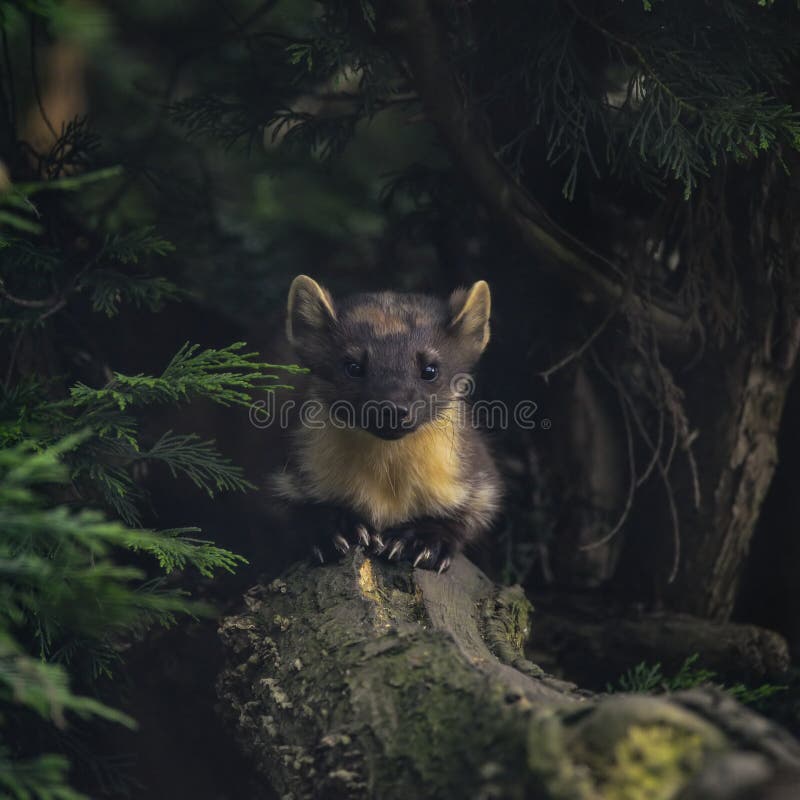 Pine Martin stock image. Image of forest, outdoors, pine - 101431111