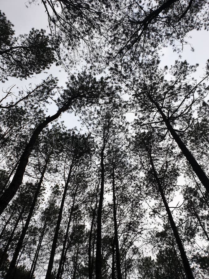 Stunning Pine Trees View from Low Angle Stock Image - Image of flower ...